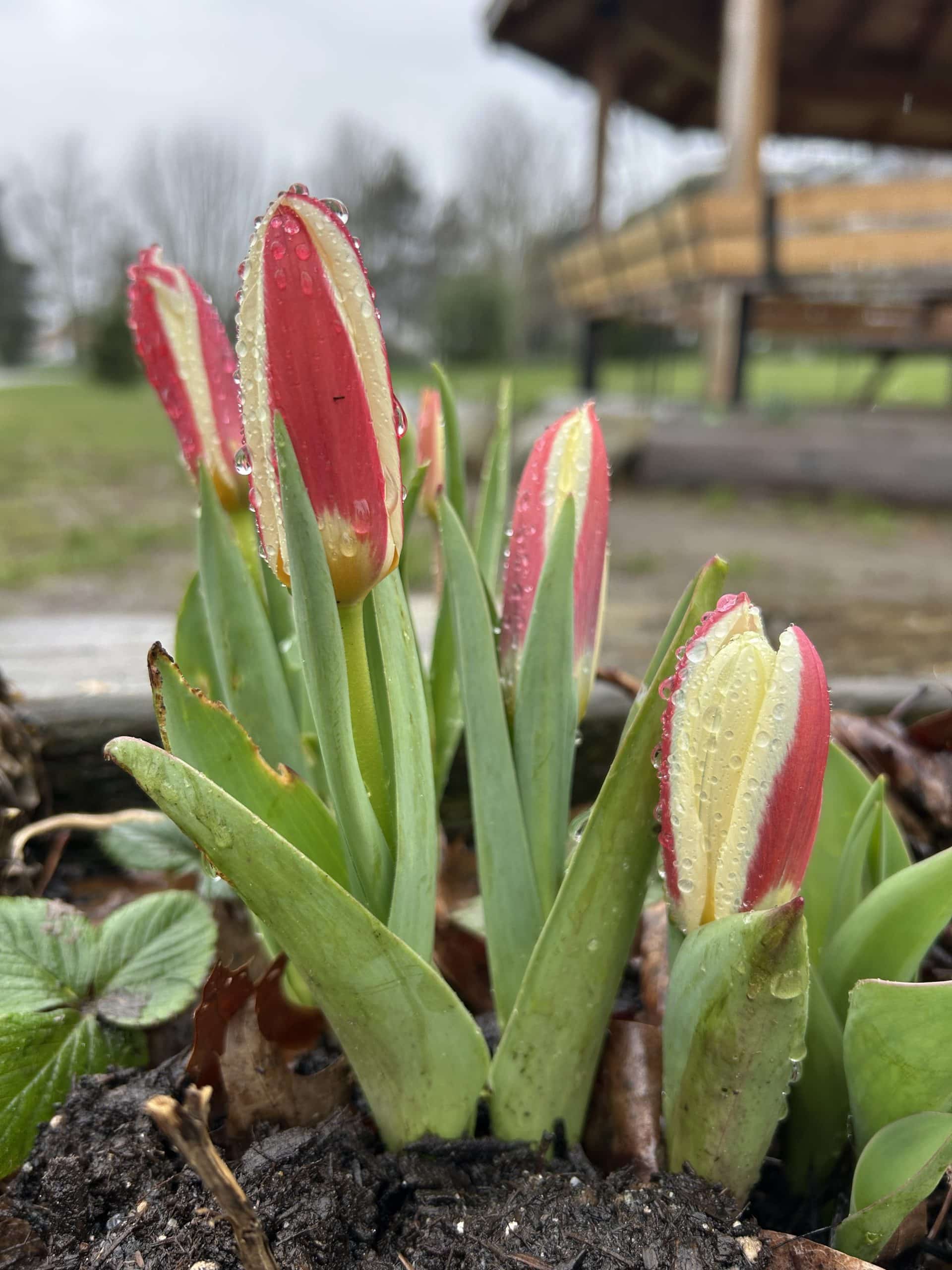 HOMMA ELEMENTARY SCHOOL – Bulbs4Kids
