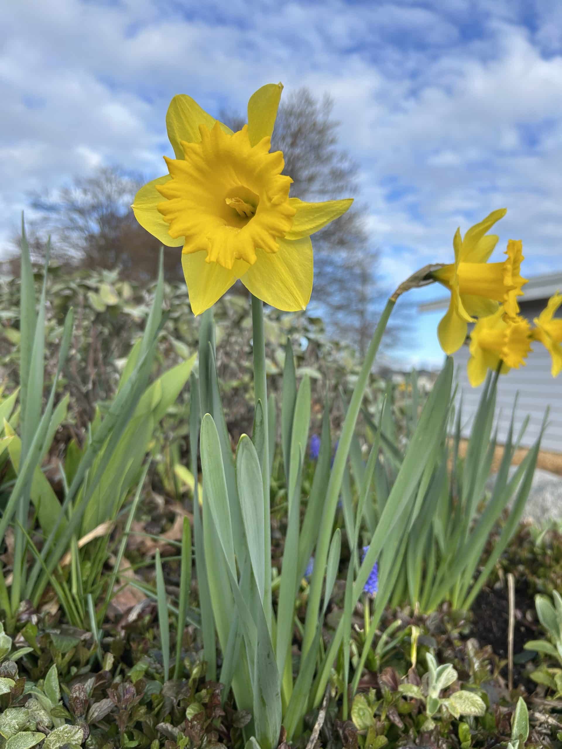 HOMMA ELEMENTARY SCHOOL – Bulbs4Kids