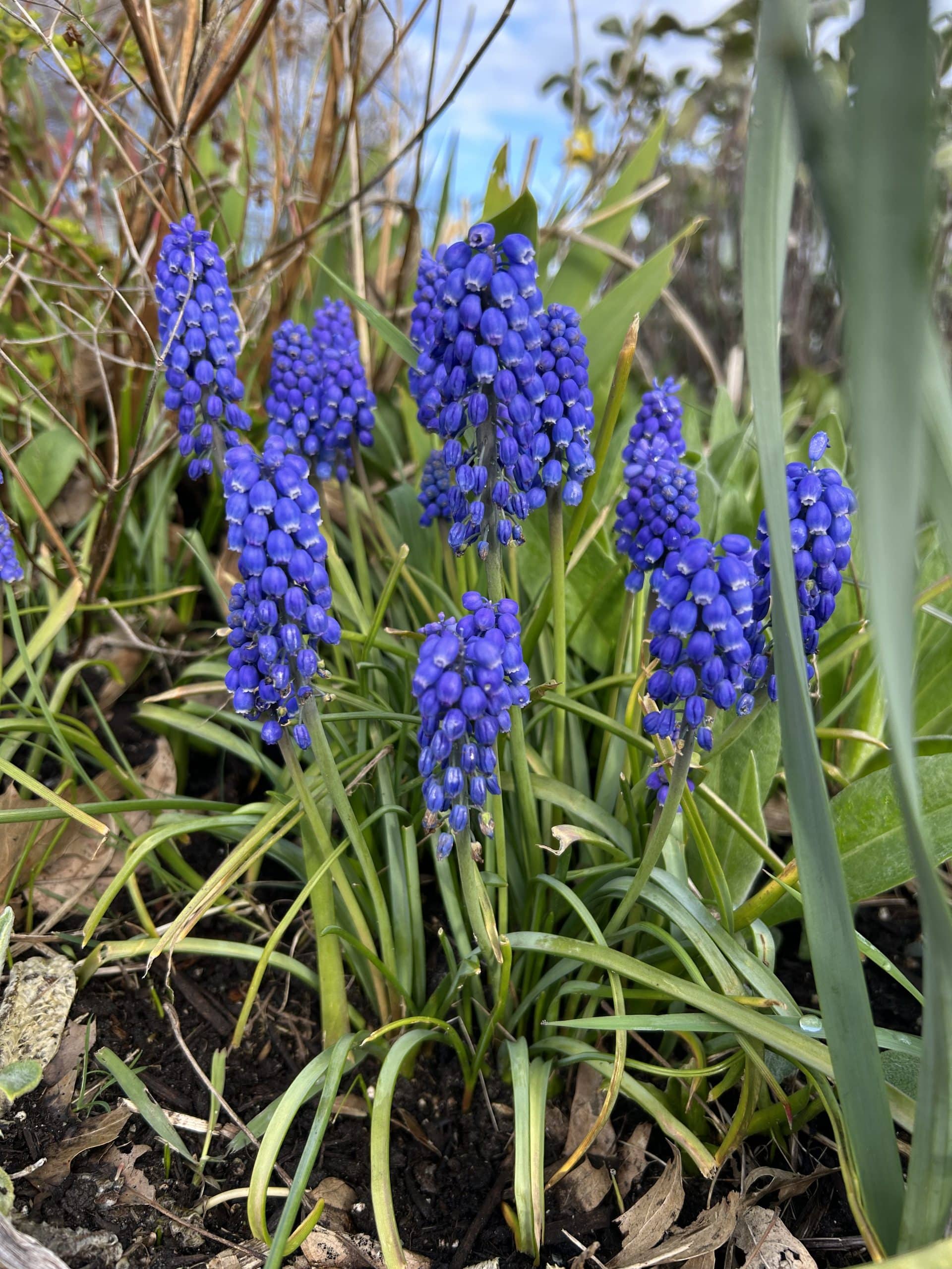 HOMMA ELEMENTARY SCHOOL – Bulbs4Kids