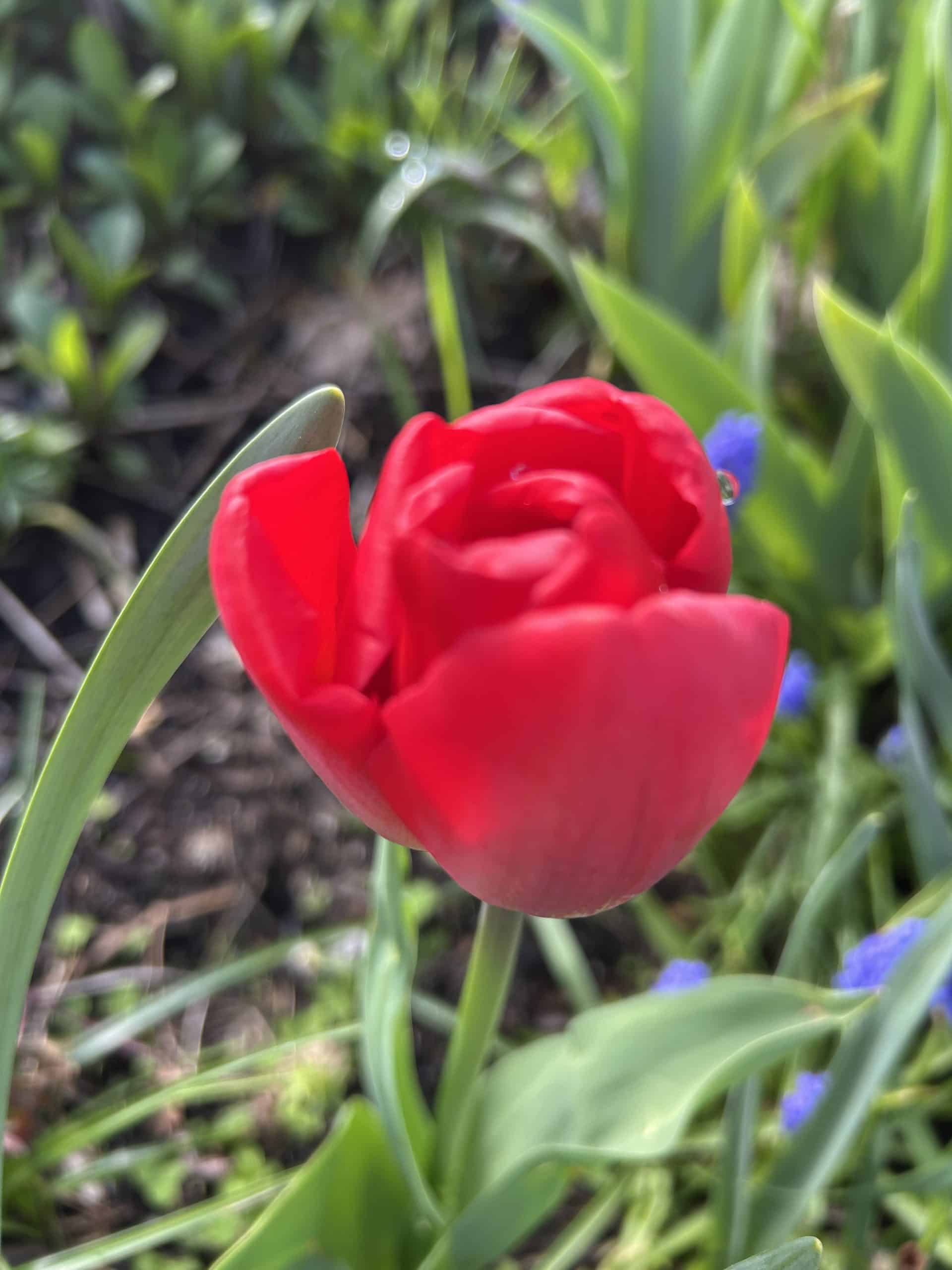 HOMMA ELEMENTARY SCHOOL – Bulbs4Kids