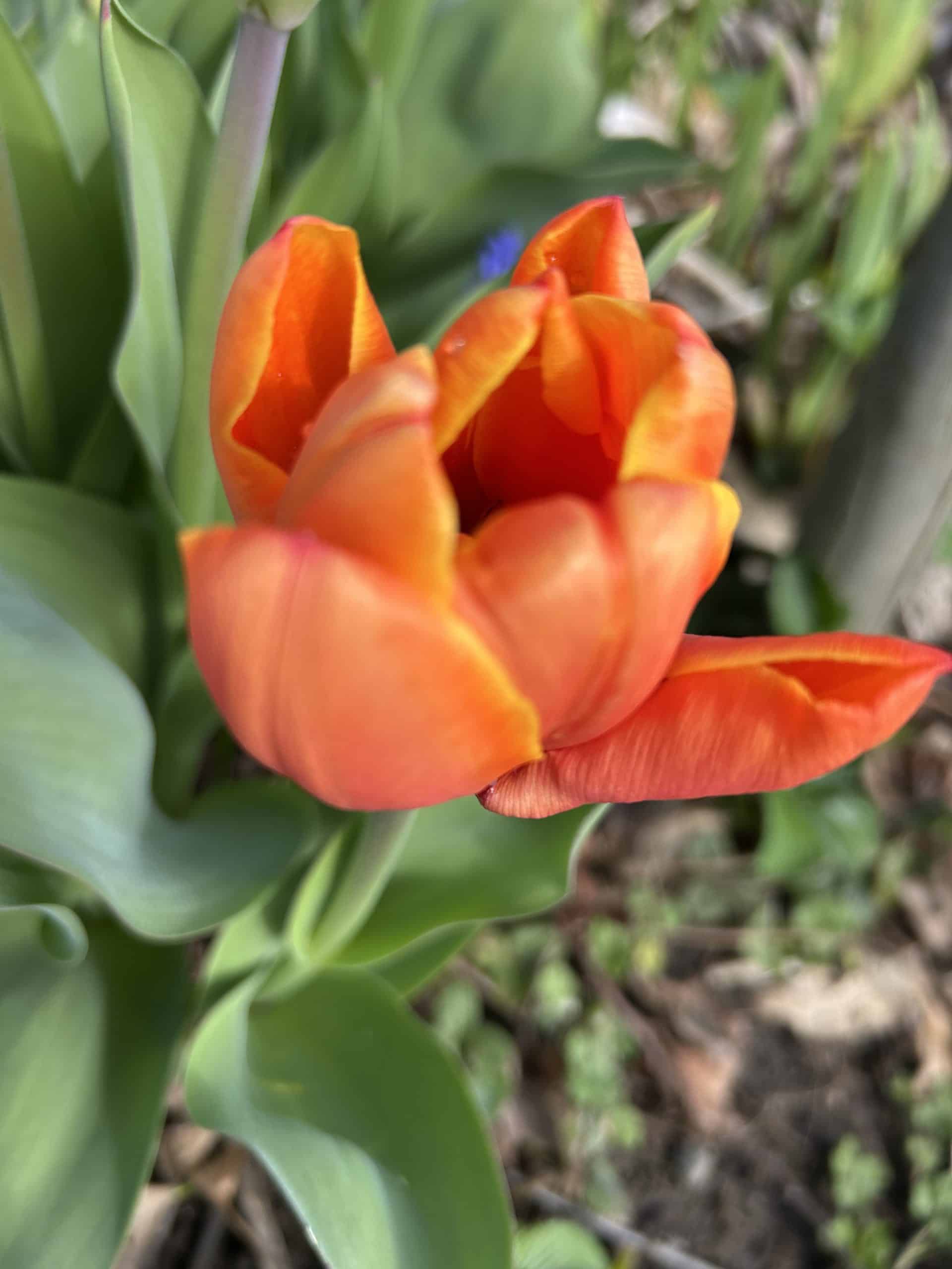 HOMMA ELEMENTARY SCHOOL – Bulbs4Kids