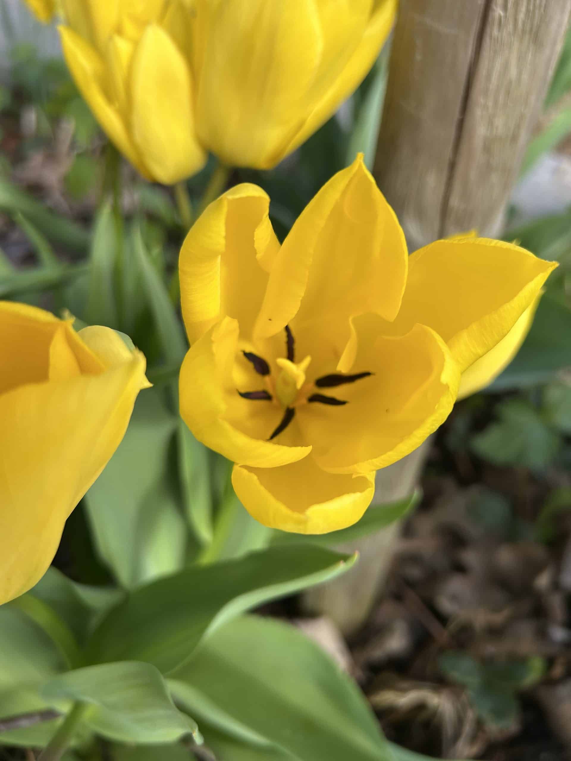 HOMMA ELEMENTARY SCHOOL – Bulbs4Kids