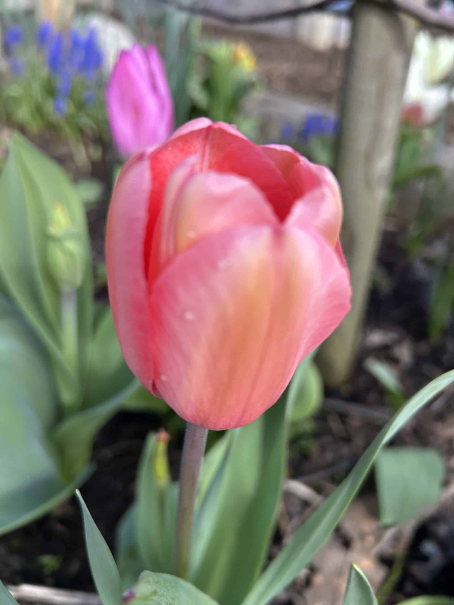 HOMMA ELEMENTARY SCHOOL – Bulbs4Kids