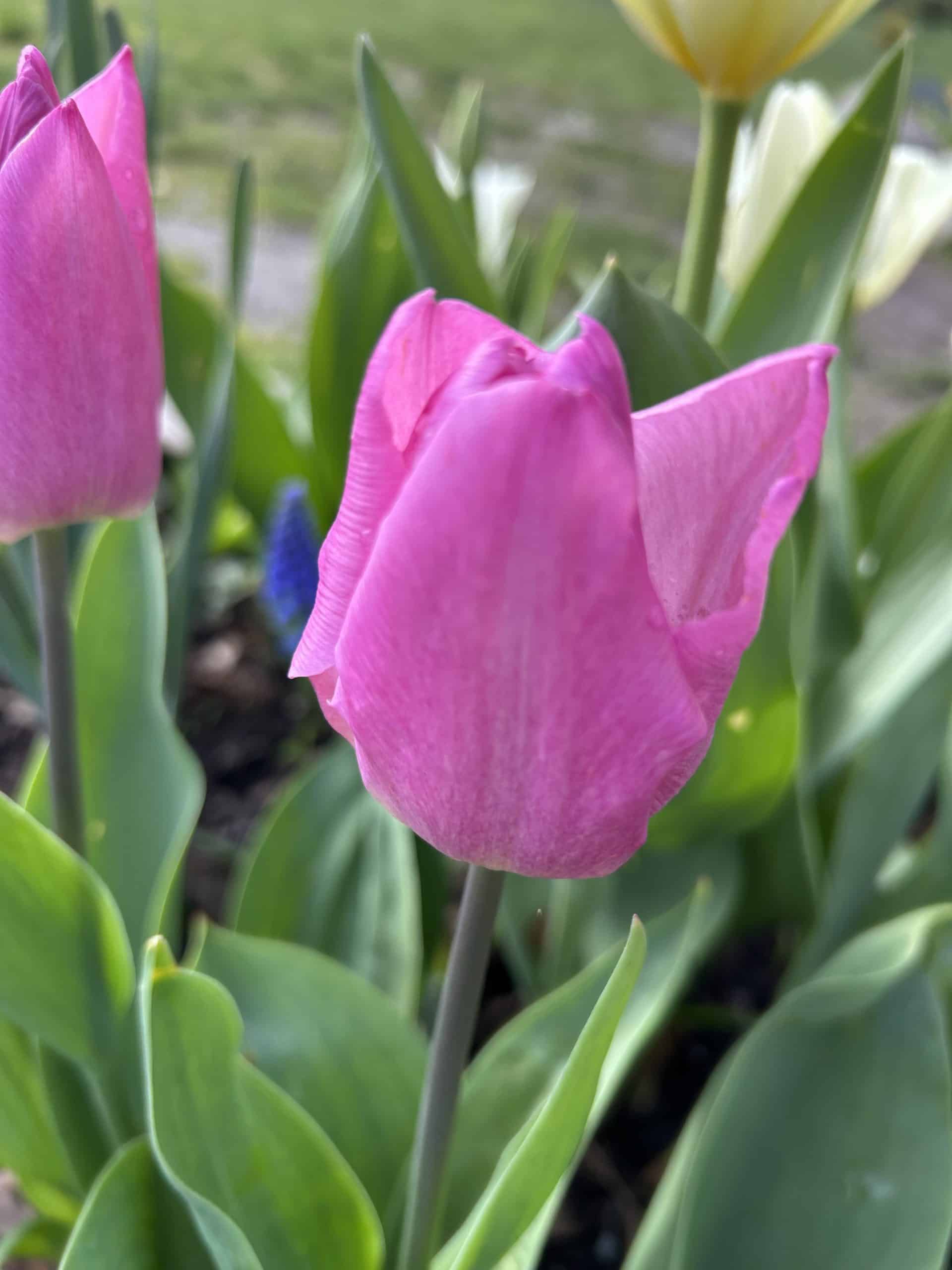HOMMA ELEMENTARY SCHOOL – Bulbs4Kids